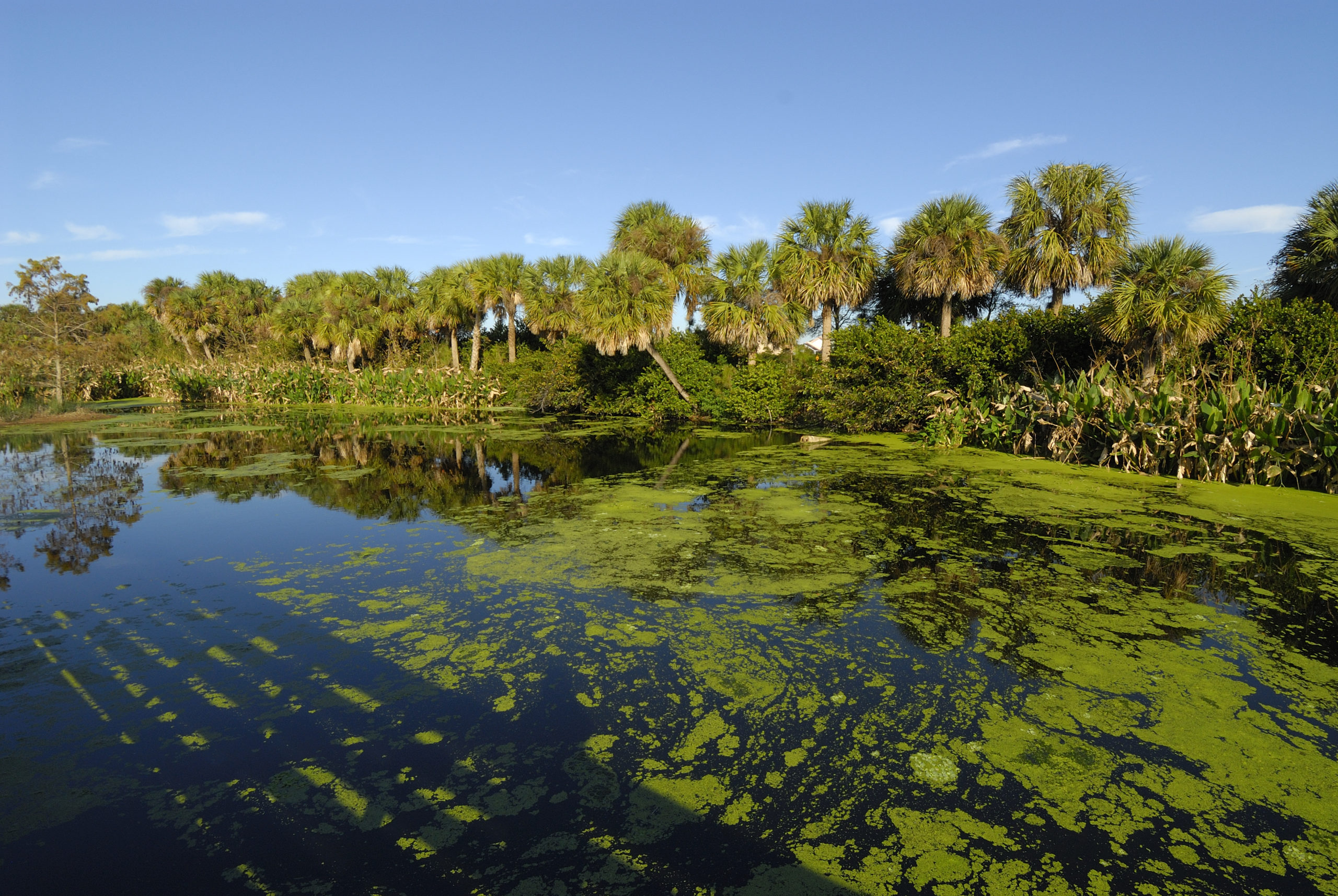 Tackling Florida’s Blue-Green Algae Crisis Is Going to Be a Key to ...